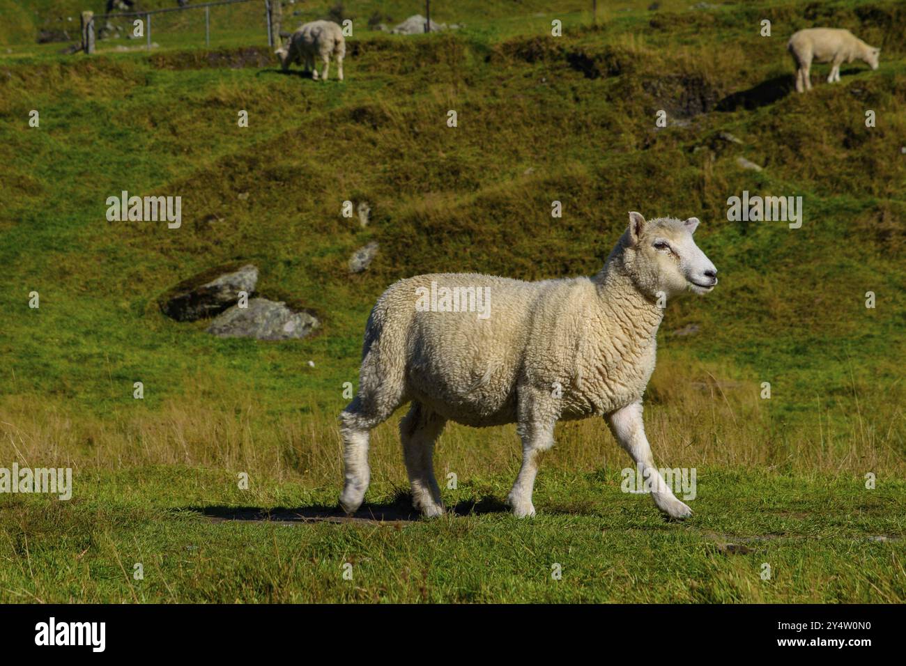 A smiling sheep on grass field in New Zealand Stock Photo - Alamy