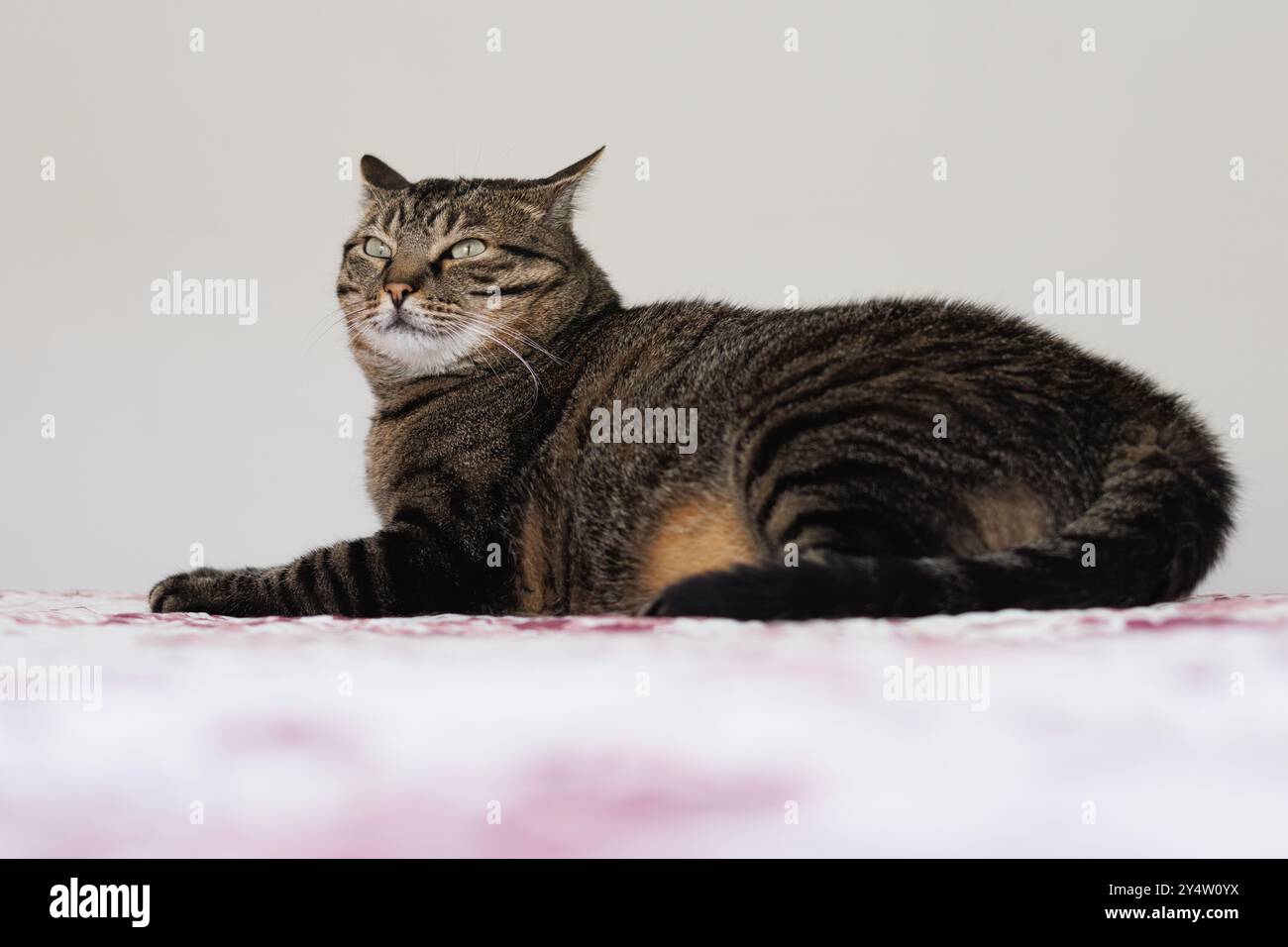 Domestic cat on bed and overweight with curious look Stock Photo - Alamy