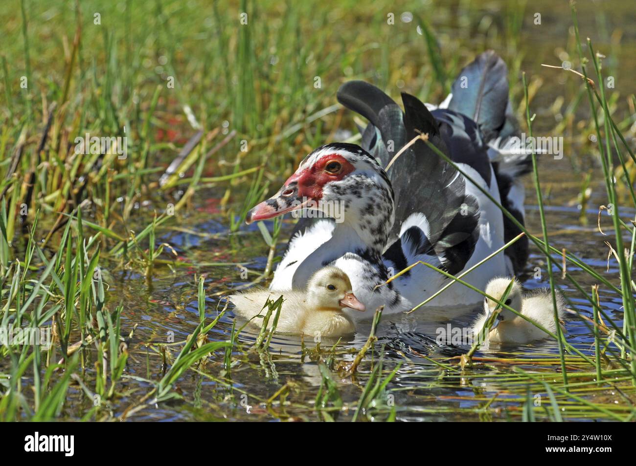Muscovy duck chicks in hi-res stock photography and images - Alamy
