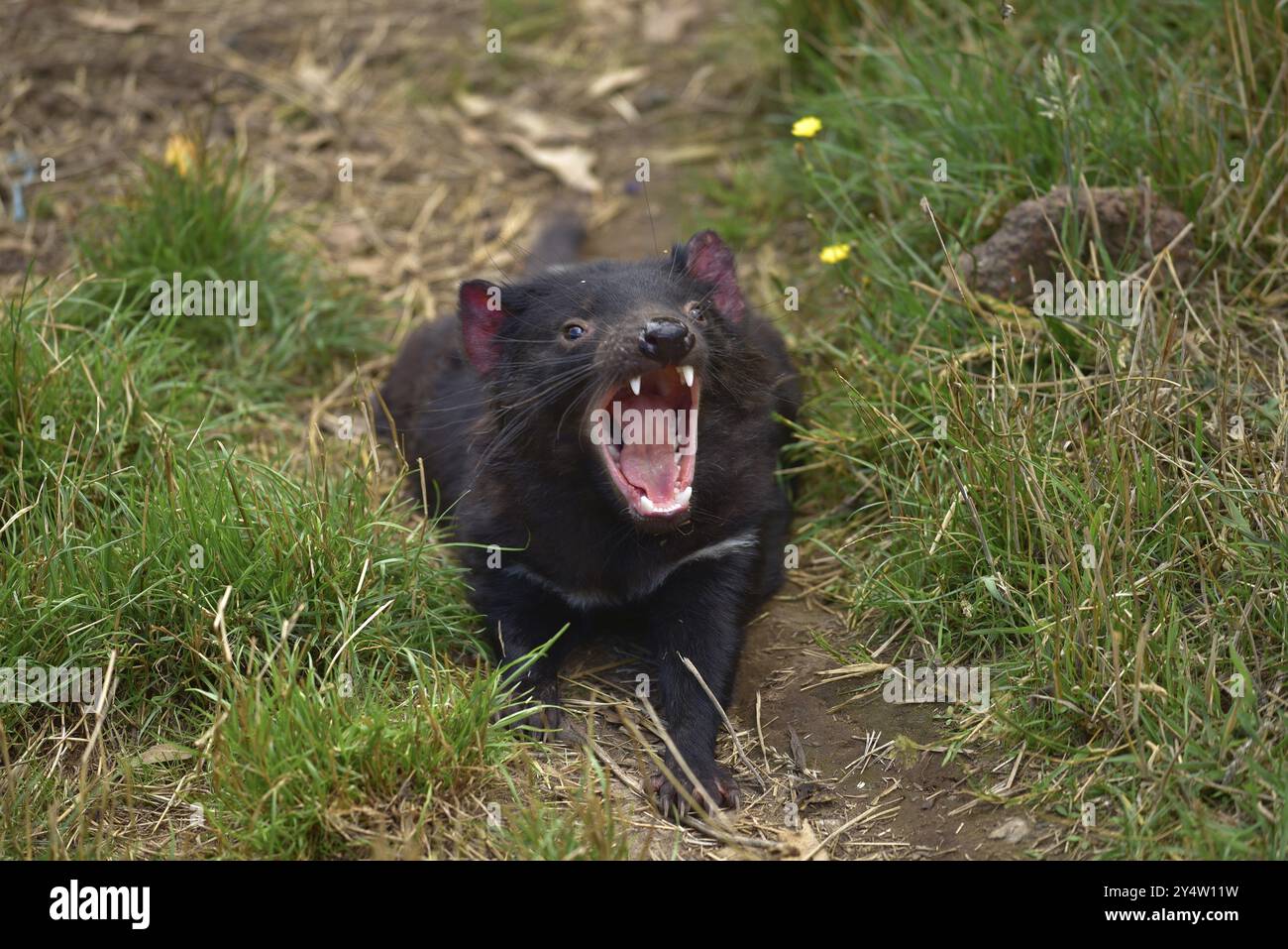 Tasmanian devil in conservation park in Tasmania, Australia, Oceania ...