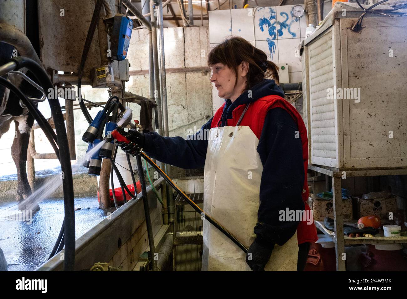 Milking in the barn with Nikola Pittaras s cow farm in the village of ...