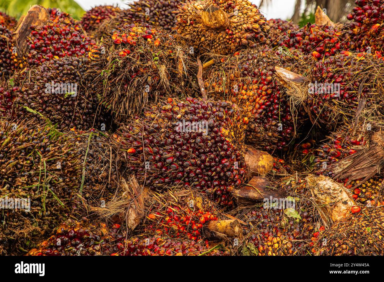 big pile Fresh Fruit Bunch in Palm Oil Plantation after cutting from ...