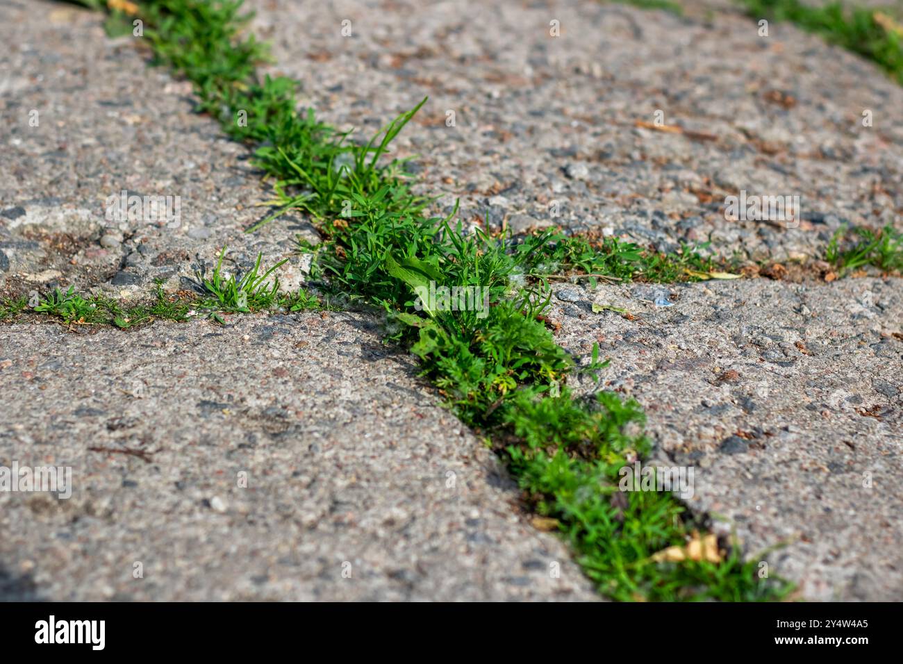 Explore natures beauty as resilient grass breaks through stone ...