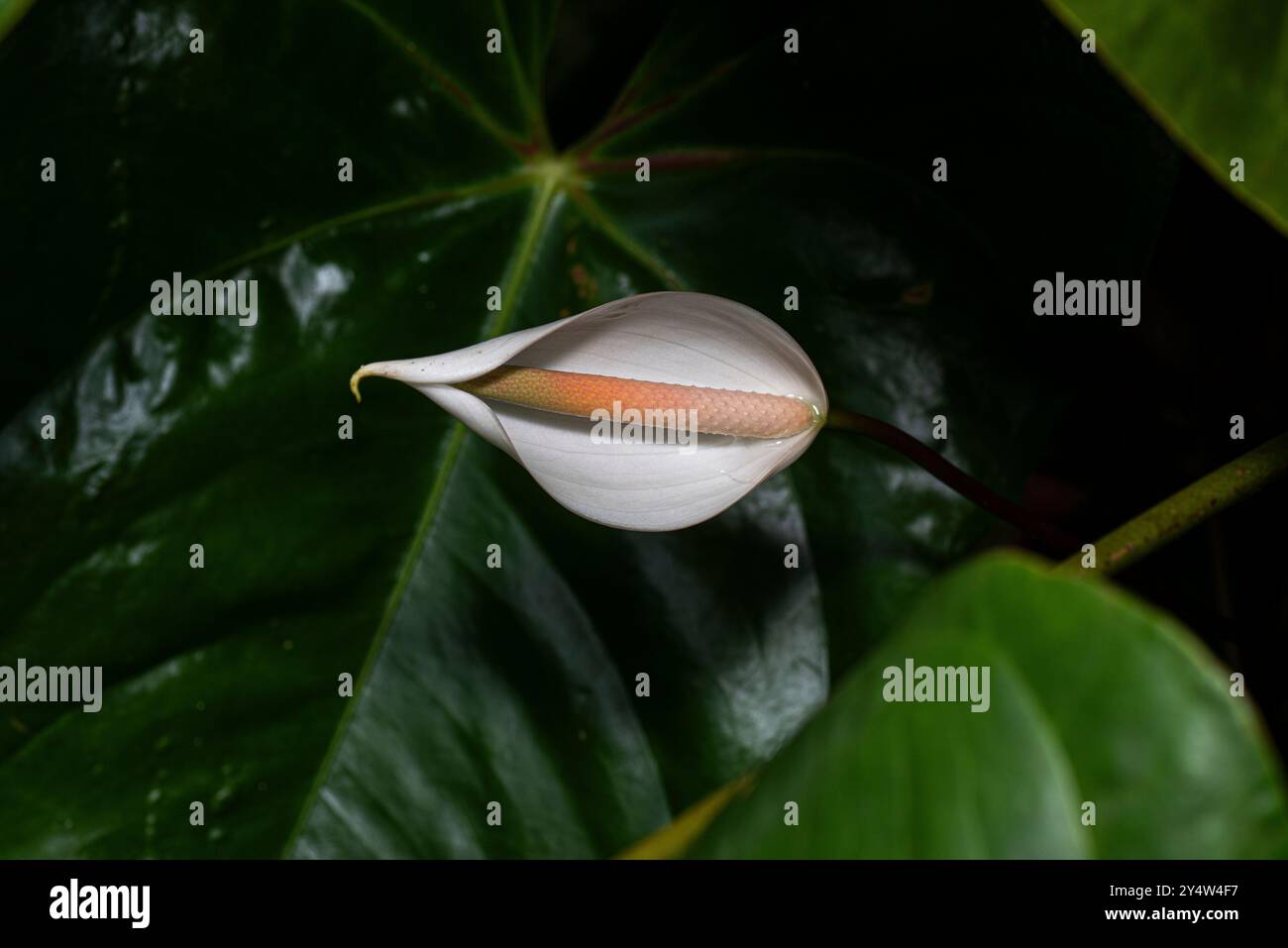 Small white anthurium flower Stock Photo - Alamy