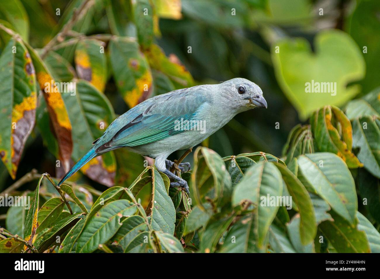 Blue grey tanager perched Stock Photo - Alamy
