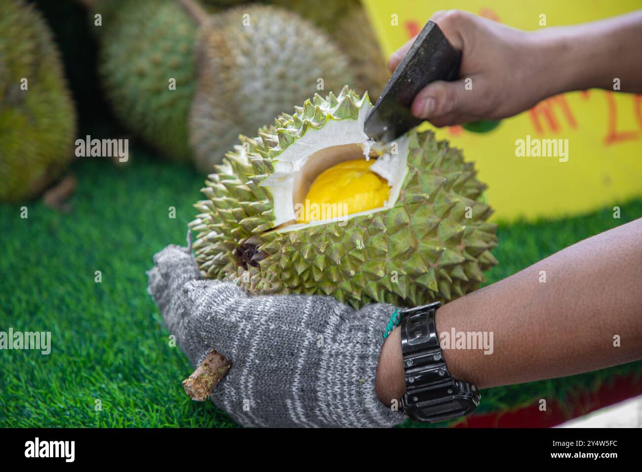 male hands in gloves open ripe durian fruit with a knife. Musang King ...