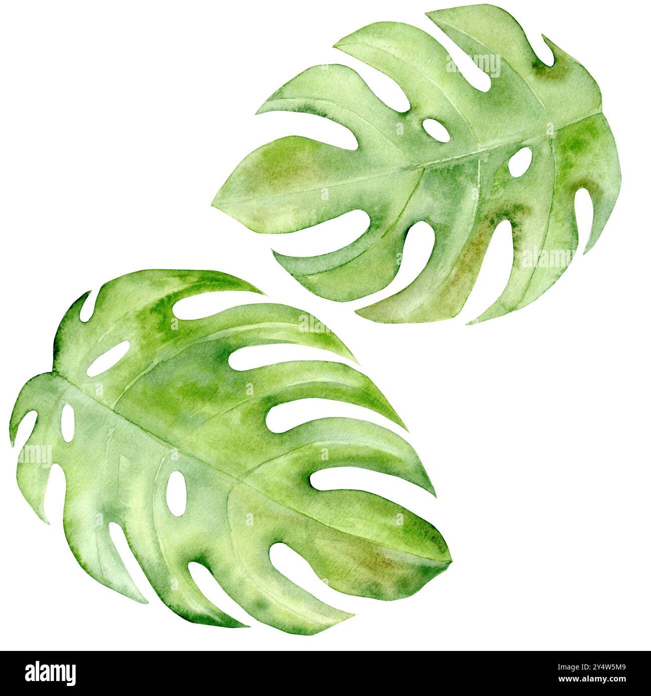 Monstera Leaves. Watercolor Clip Art The illustration is hand drawn in ...