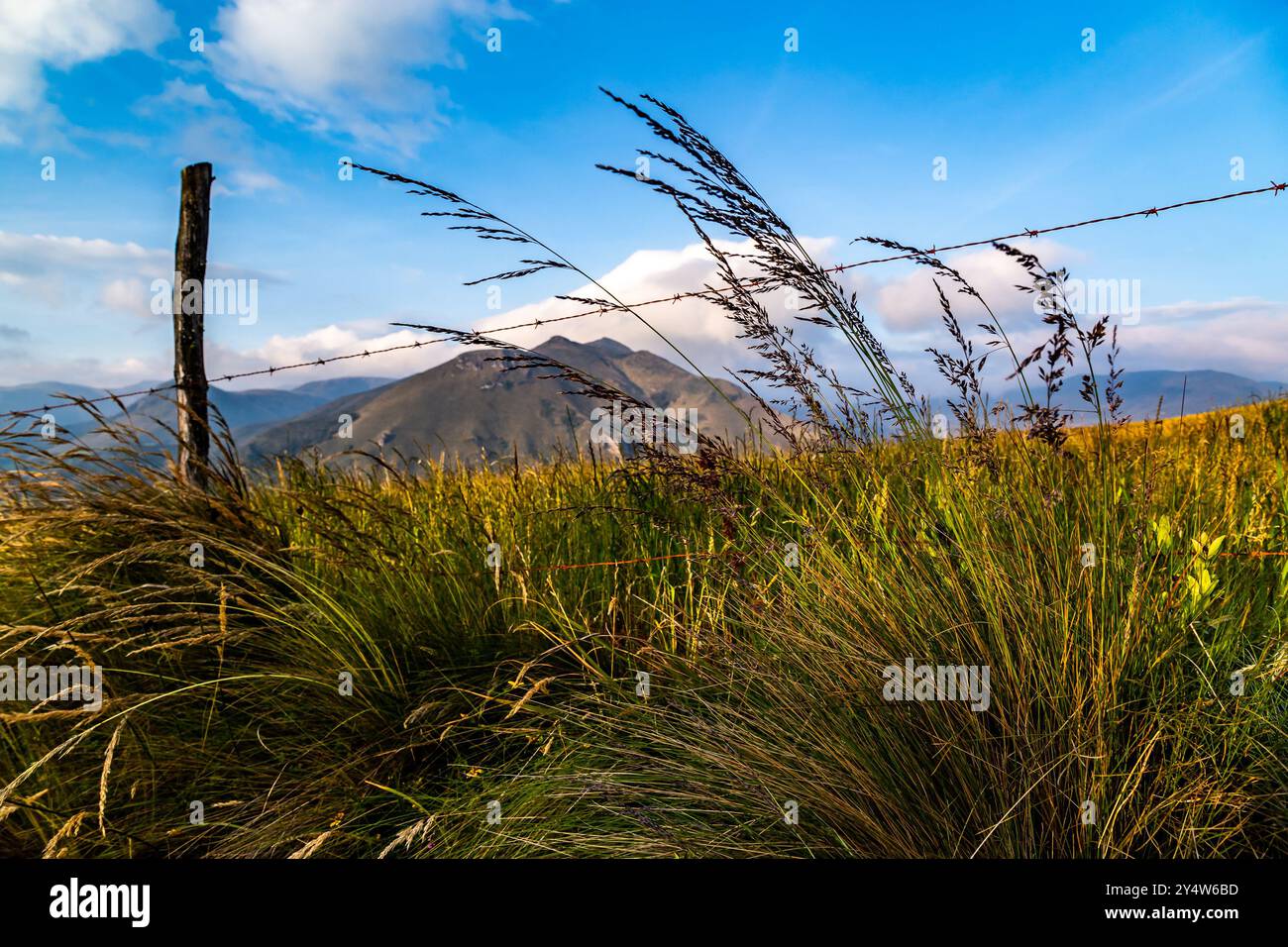 Andean flora of the paramos on the slopes of the Cayambe volcano Stock ...