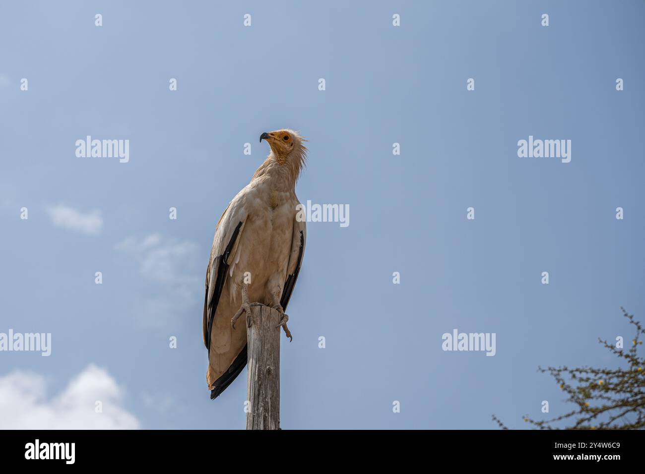 Egyptian Vulture (Neophron percnopterus), also called the White ...
