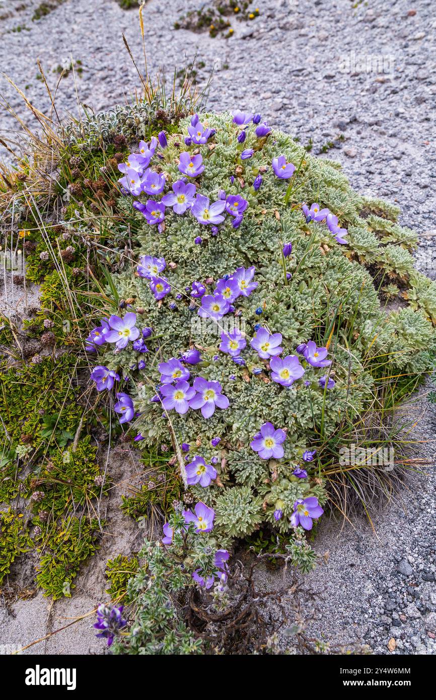 Andean flora of the paramos on the slopes of the Cayambe volcano Stock ...