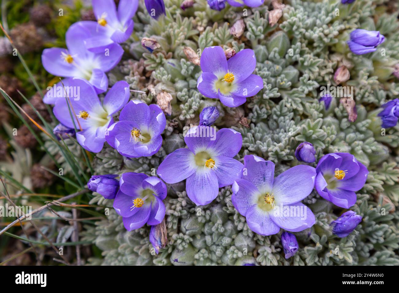 Andean flora of the paramos on the slopes of the Cayambe volcano Stock ...