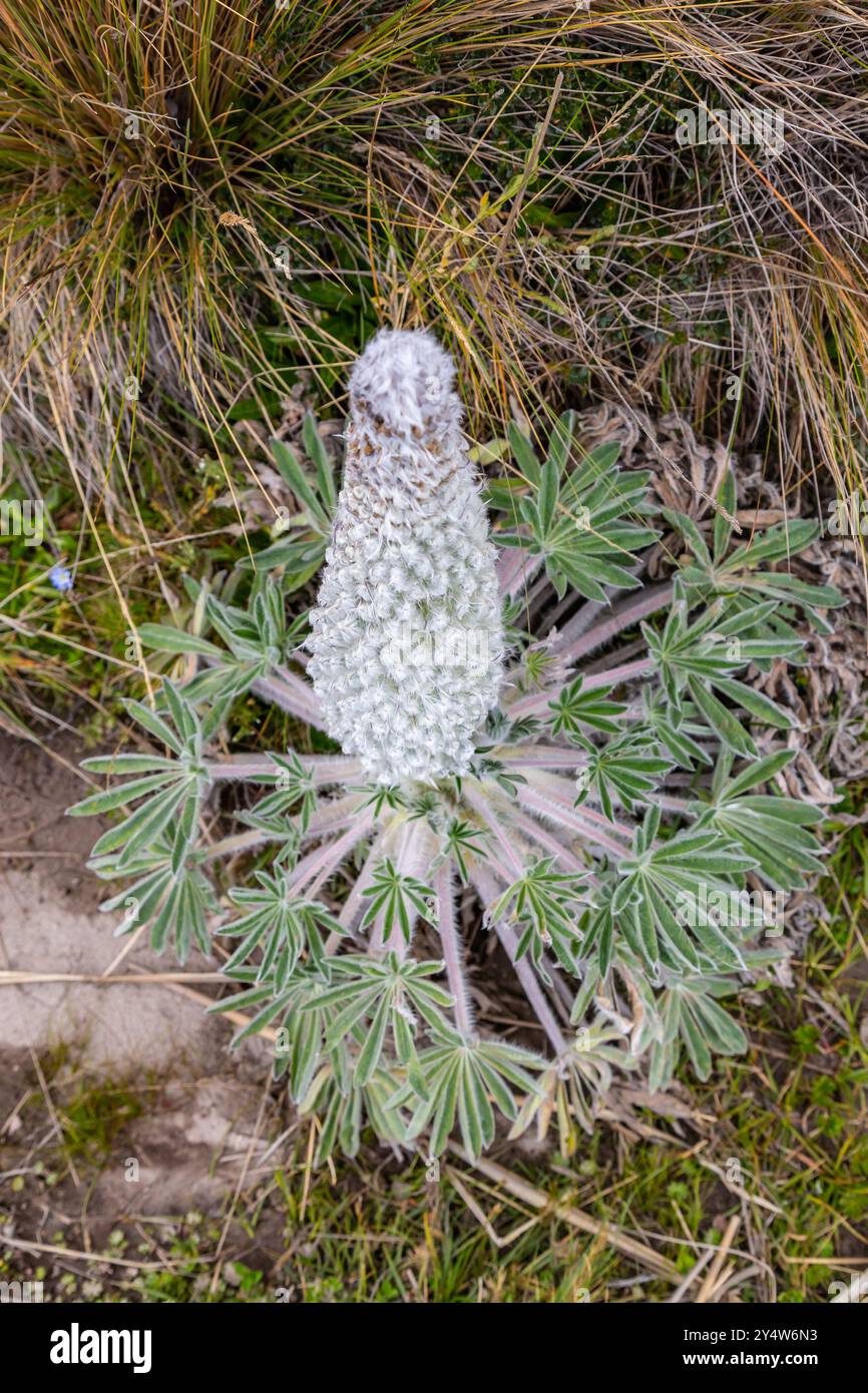 Andean flora of the paramos on the slopes of the Cayambe volcano Stock ...
