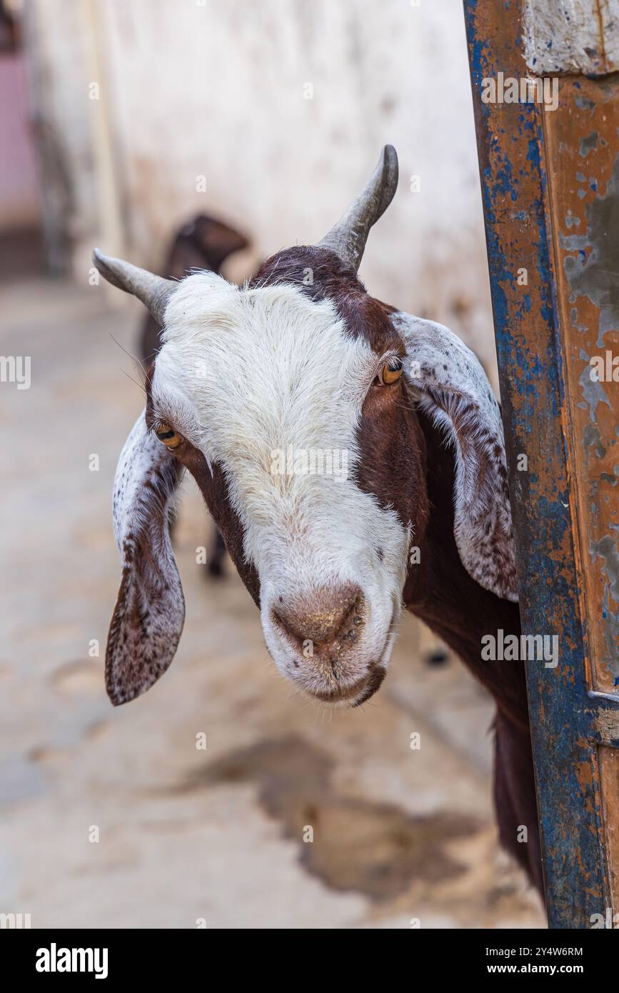 Devnagar, Ajmer, Rajasthan, India. A goat peeks around a gate Stock ...