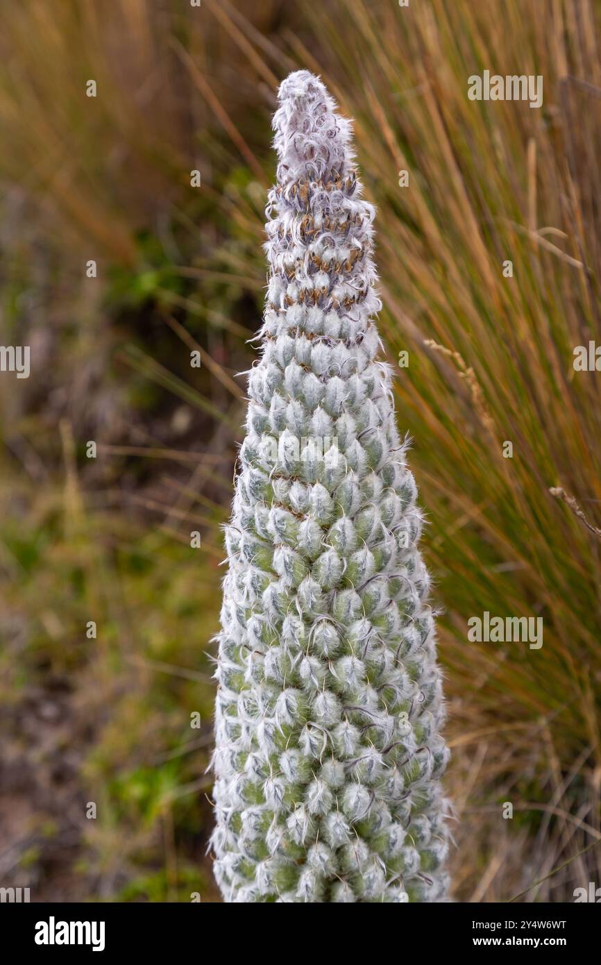 Andean flora of the paramos on the slopes of the Cayambe volcano Stock ...