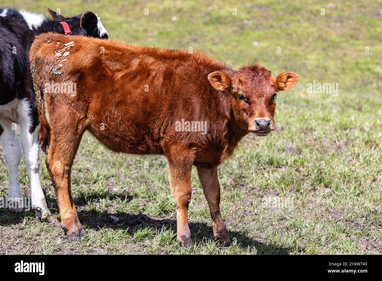 Andean landscape, cattle on farms on the slopes of the Cayambe volcano ...
