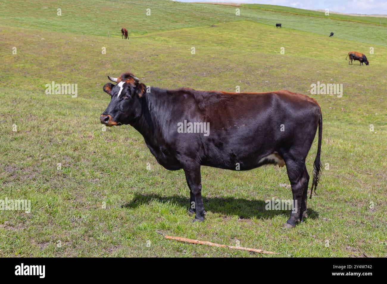 Andean landscape, cattle on farms on the slopes of the Cayambe volcano ...