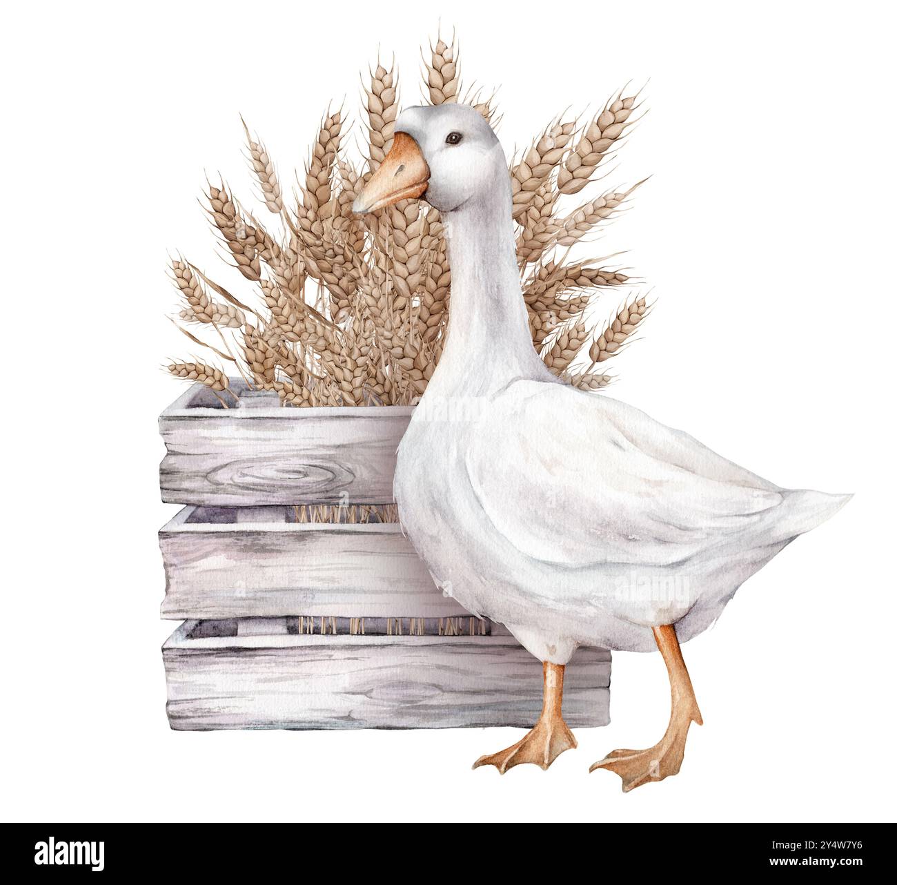 Grey goose wheat hi-res stock photography and images - Alamy