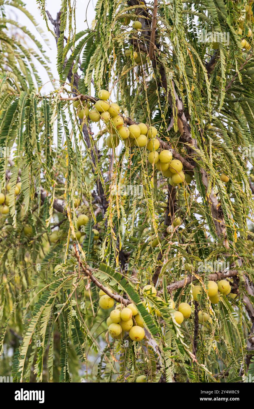 Banseli, Ajmer, Rajasthan, India. Indian Gooseberry fruit growing on a ...