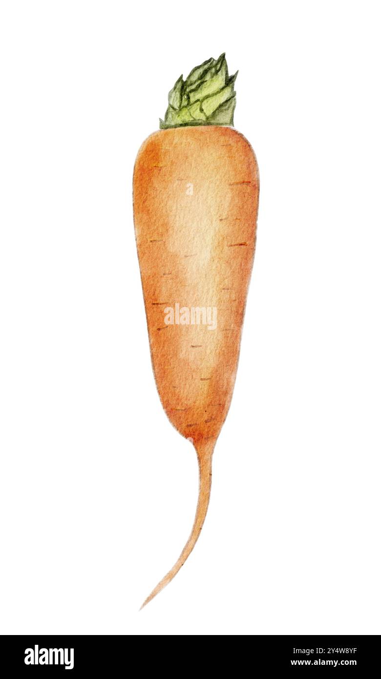 Carrot watercolor illustration. On a white background. Ingredient in ...
