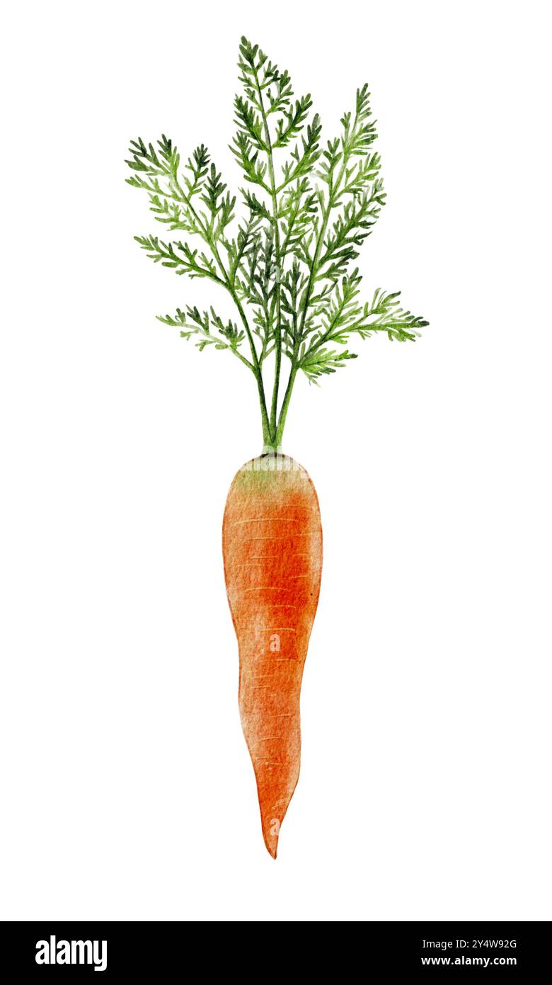 Carrot watercolor illustration. On a white background with greenery ...