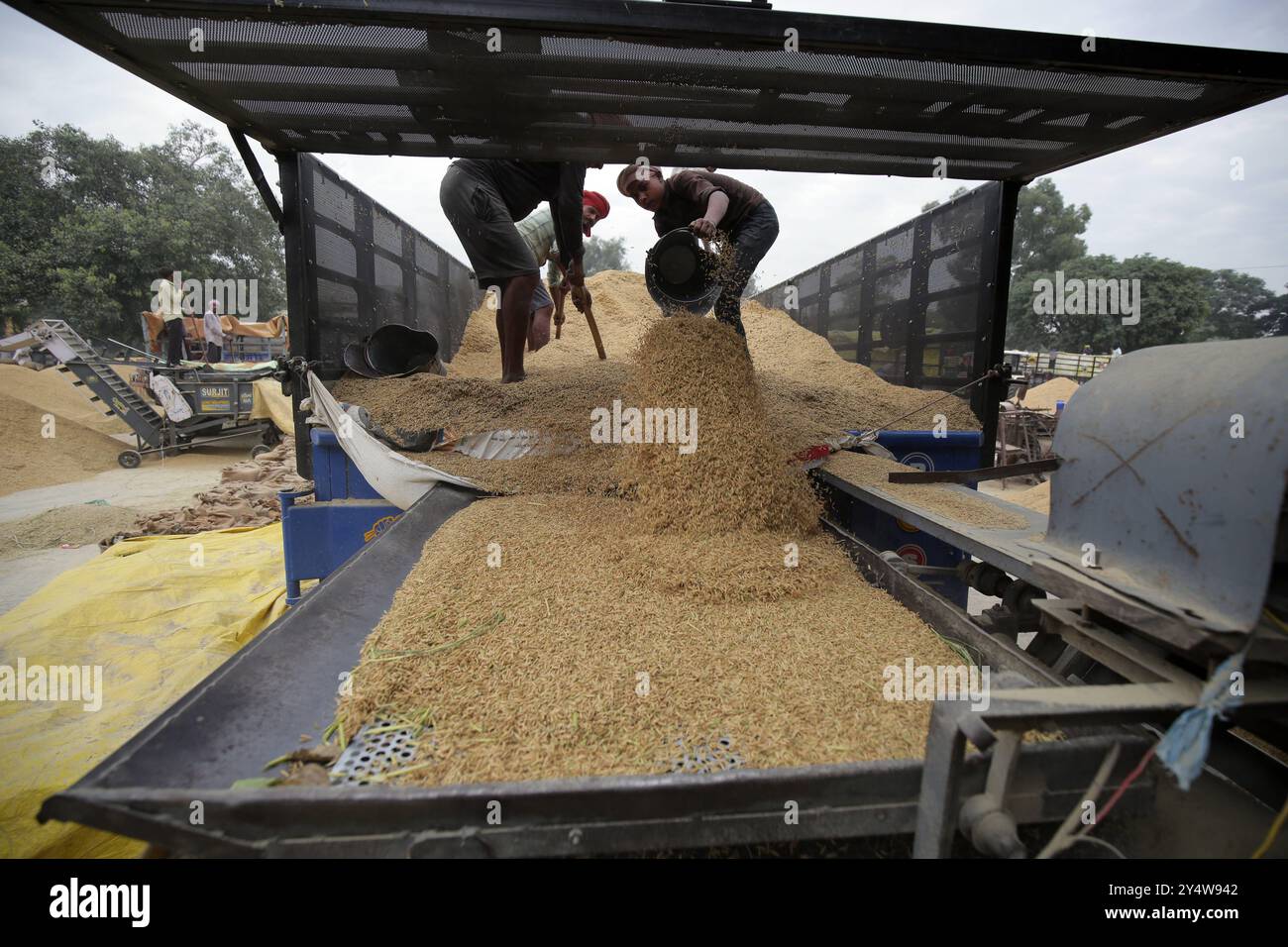 Freshly harvested paddy arrives at grain market in Amritsar, India ...