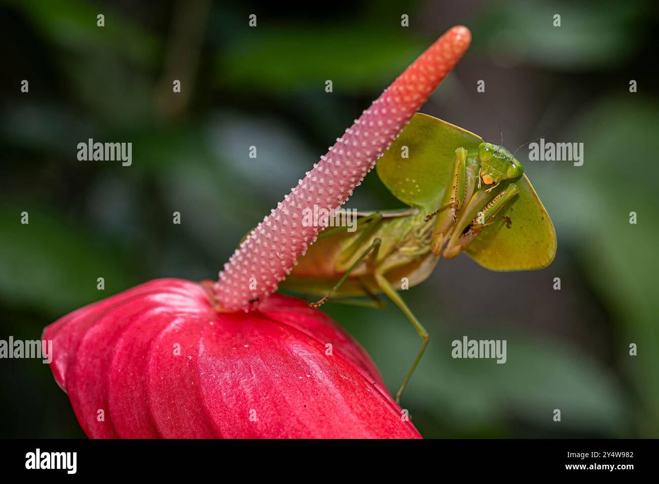 Dead leaf mantis camouflage hi-res stock photography and images - Alamy