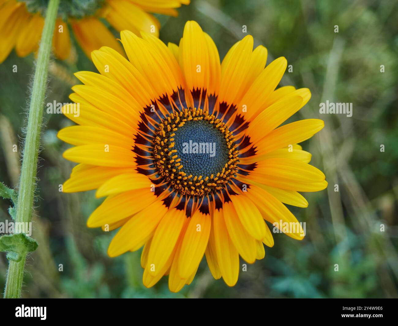 Dimorphotheca ecklonis, also known as Cape marguerite, African daisy ...