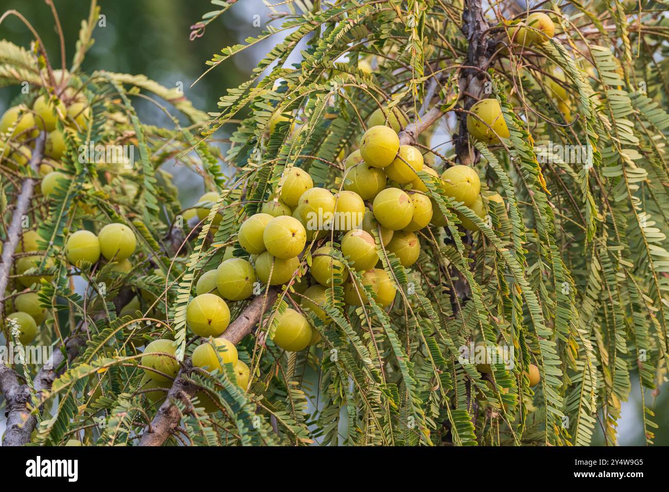Banseli, Ajmer, Rajasthan, India. Indian Gooseberry fruit growing on a ...