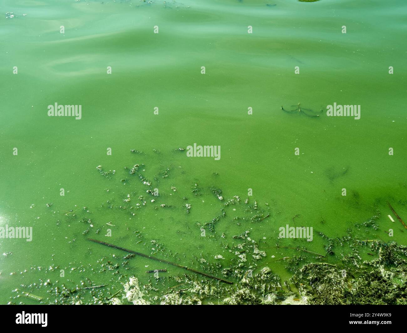 Algae, blue-green algae in lake water Stock Photo - Alamy