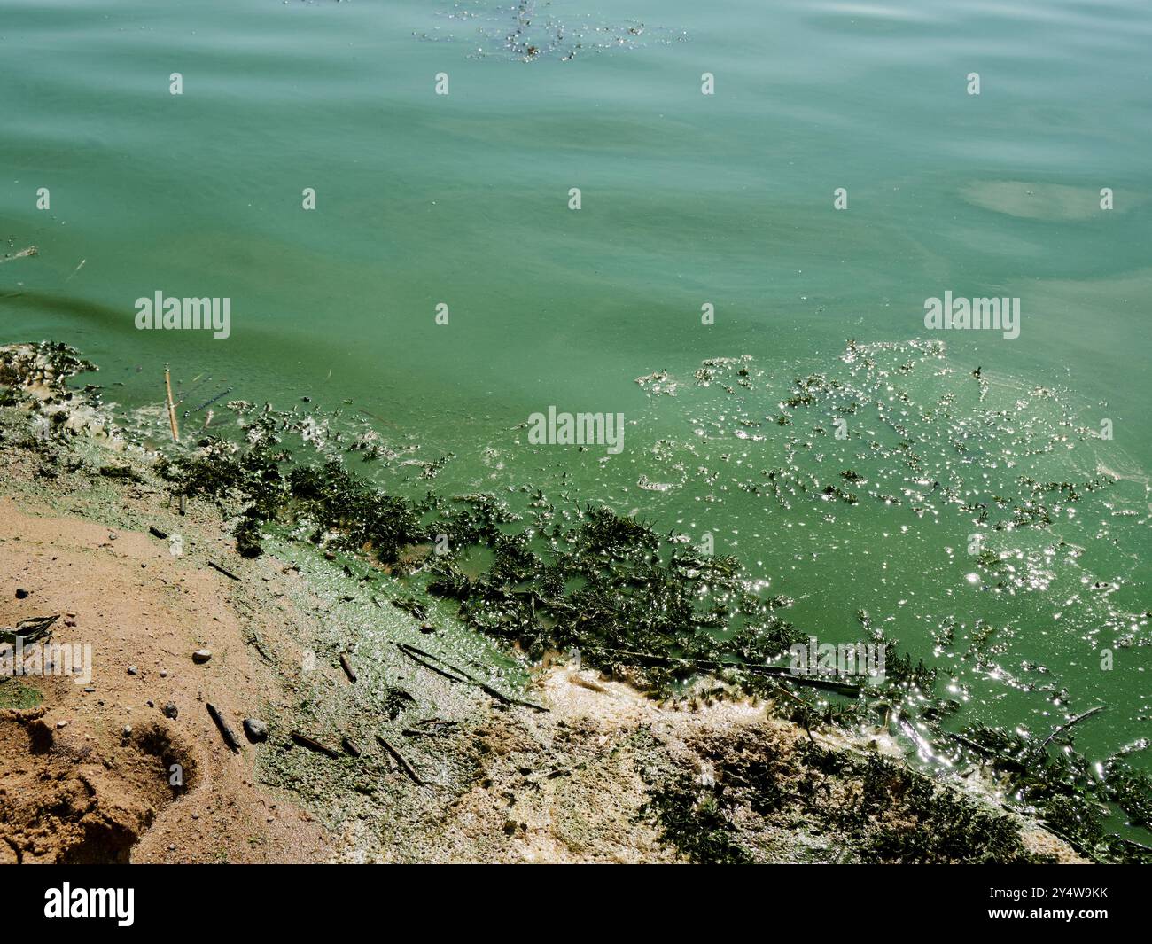 Algae, blue-green algae in lake water Stock Photo - Alamy