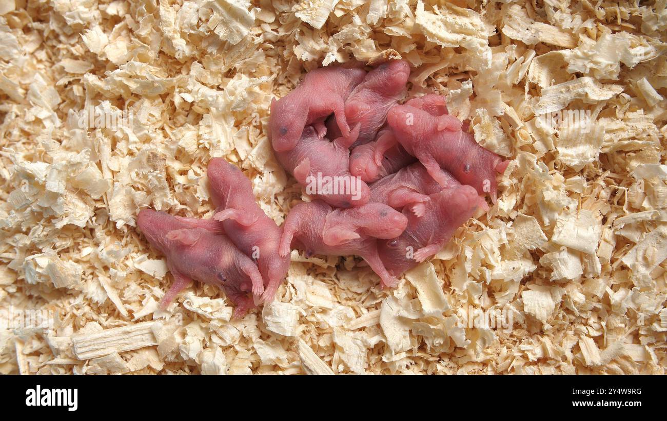 Newborn hairless mouse pups huddle together for warmth on a bed of wood ...