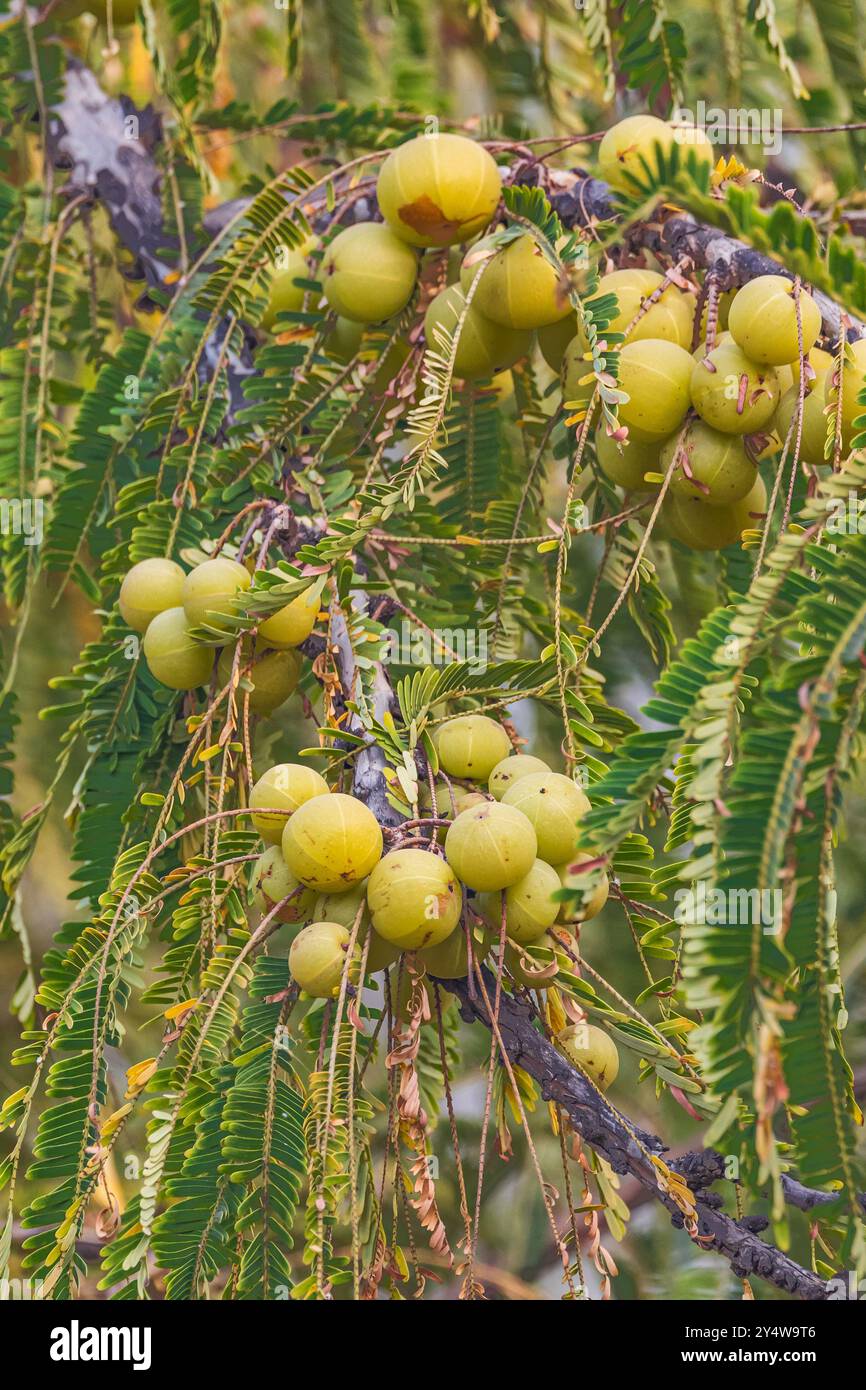 Banseli, Ajmer, Rajasthan, India. Indian Gooseberry fruit growing on a ...