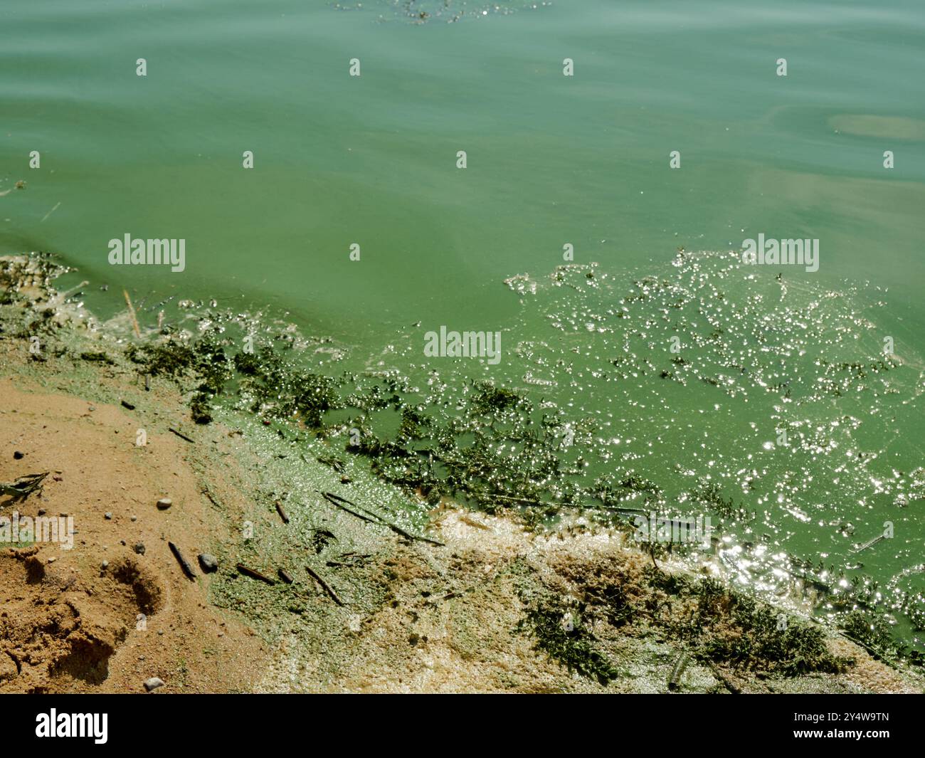 Algae, blue-green algae in lake water Stock Photo - Alamy