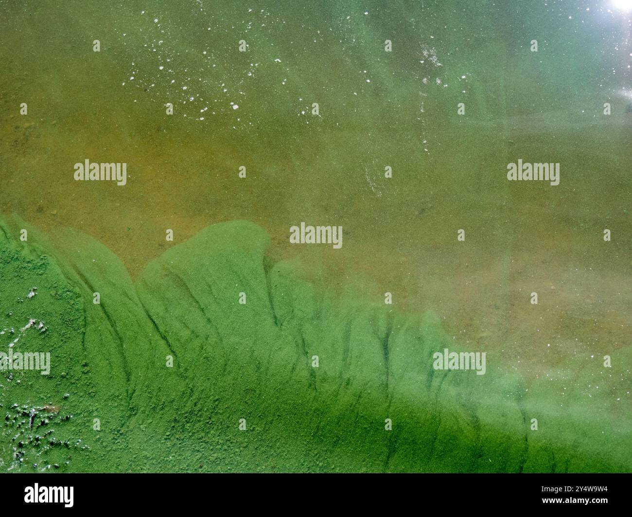 Algae, blue-green algae in lake water Stock Photo - Alamy