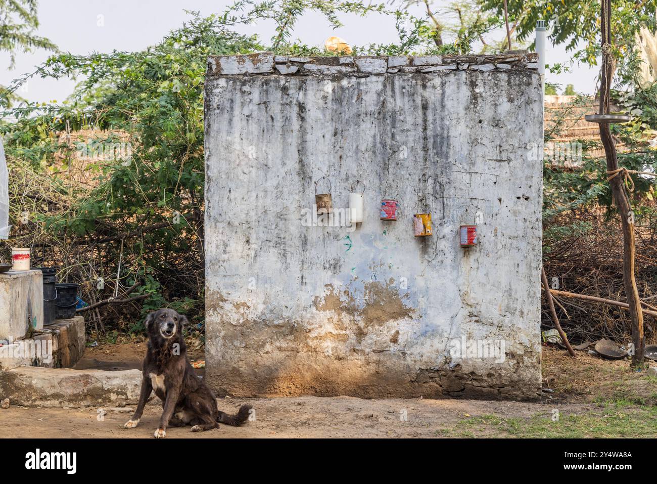 Killa, Degana, Rajasthan, India. An old dog in a village in Rajasthan ...