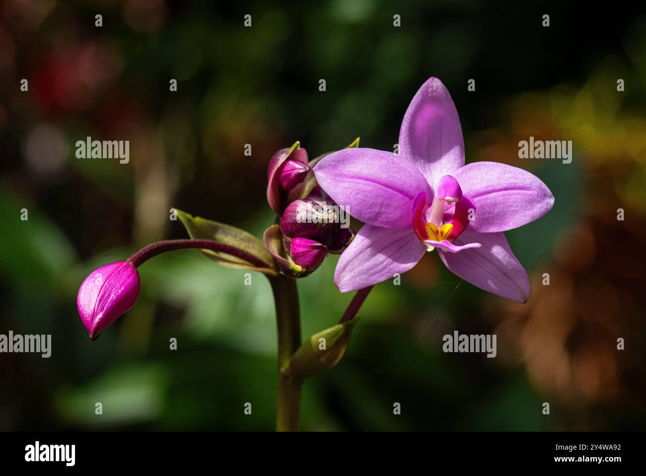 Orchid spathoglottis plicata hi-res stock photography and images - Alamy