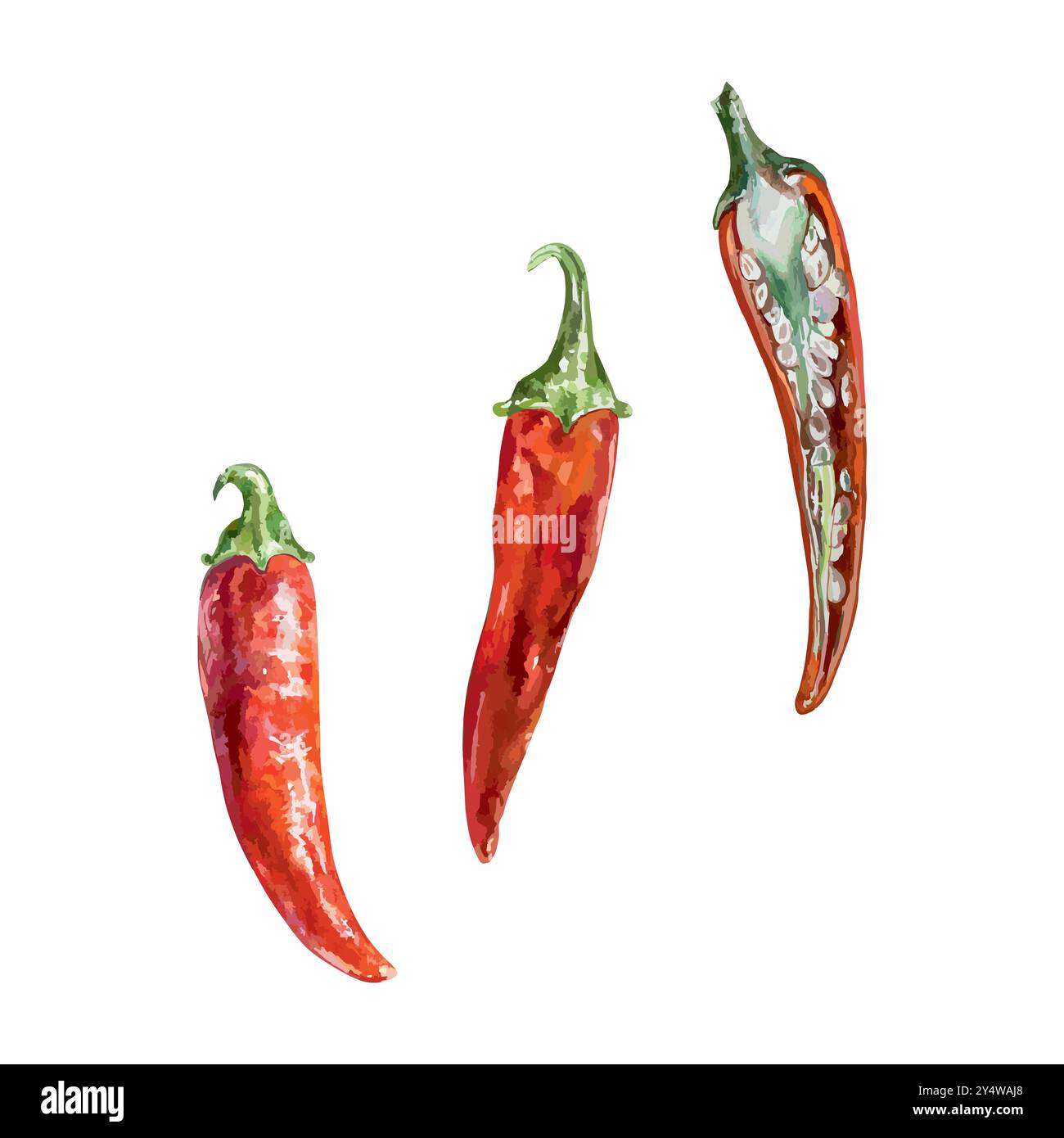 Red hot chili pepper, watercolor. Hand drawn vector illustration. For ...