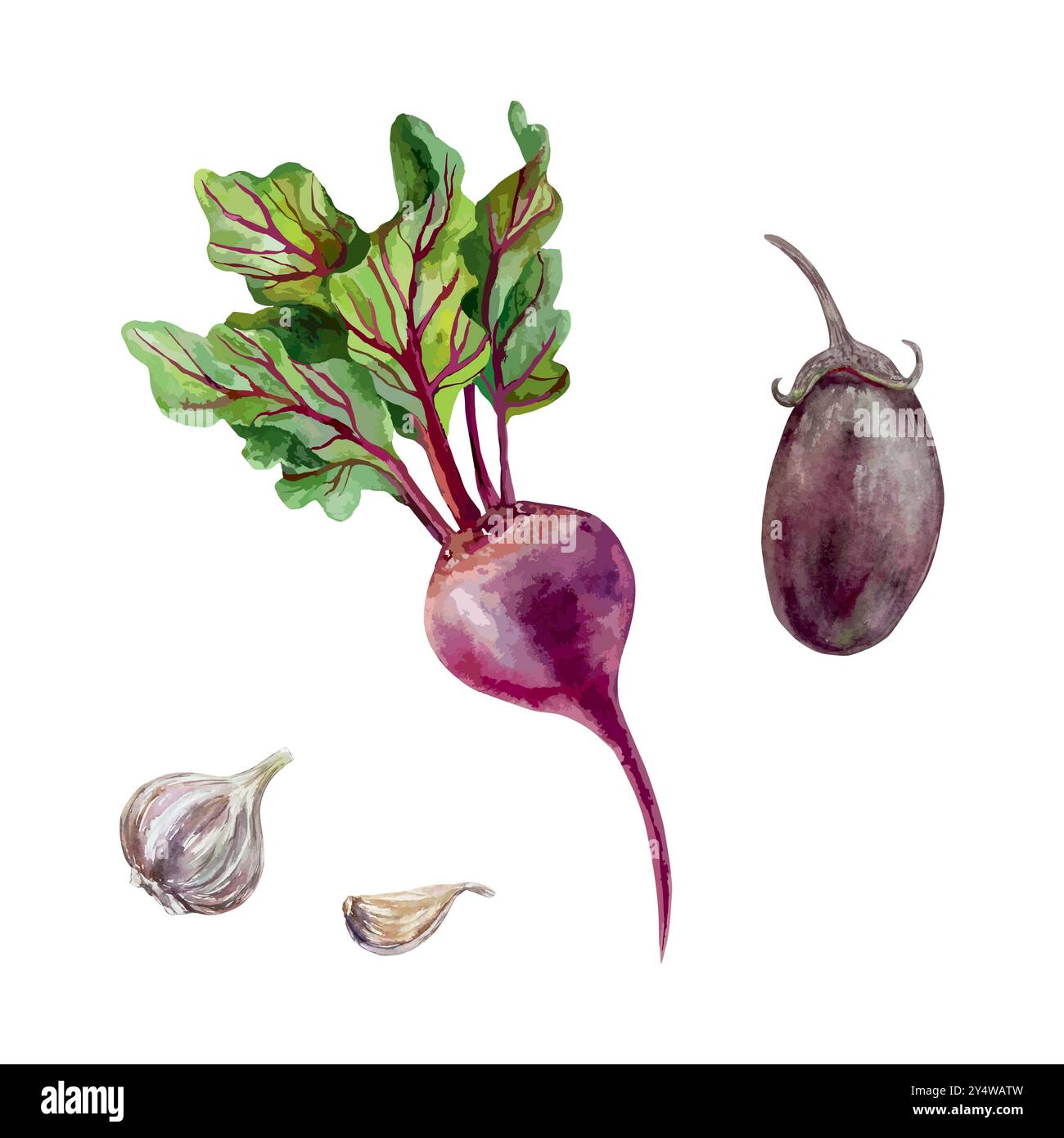 Beetroot, eggplant, garlic. Vegetables watercolor. Vector illustration ...