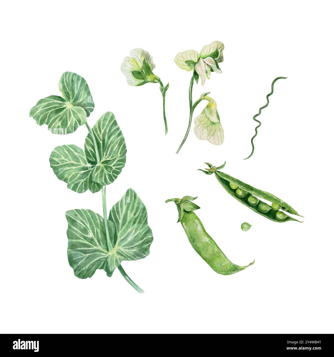 Peas watercolor. Beans,, leaves, flowers. Vector illustration. Food ...