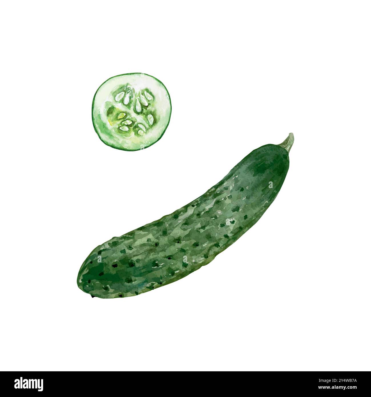 Green cucumber whole and round slice, watercolor. Hand drawn vector ...
