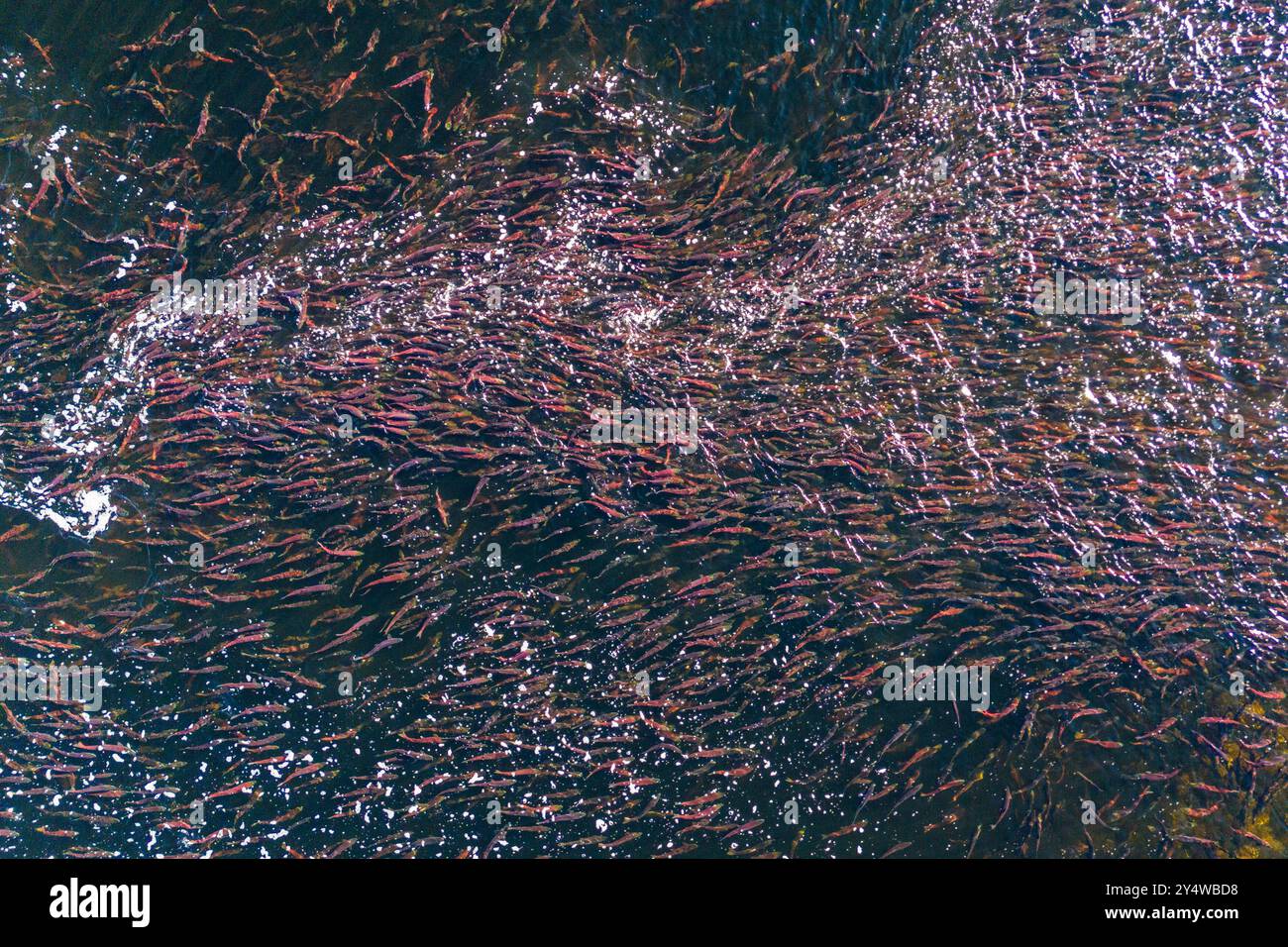 Chain migration hi-res stock photography and images - Alamy