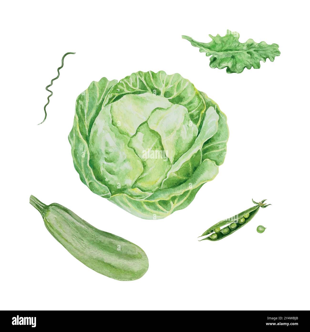 Cabbage, zucchini, lettuce, peas. Green vegetables watercolor. Vector ...