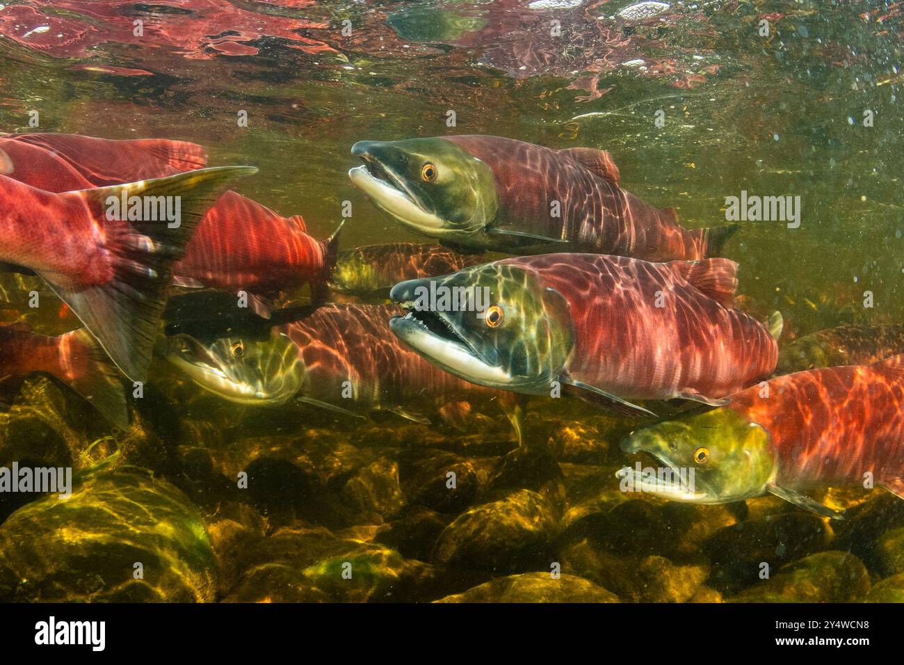 Spawning sockeye salmon Stock Photo - Alamy