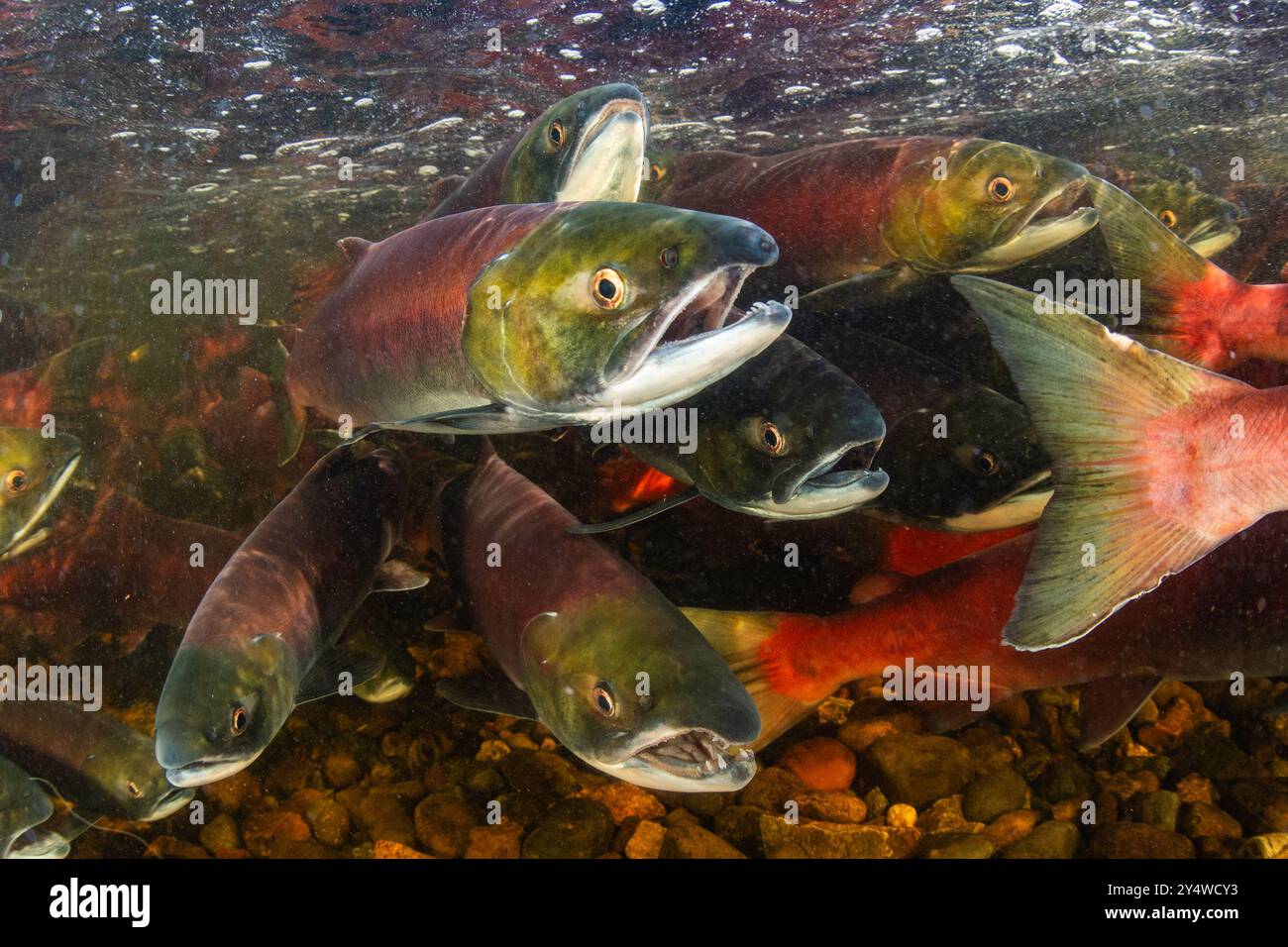 School of spawning sockeye salmon in a tributary of the Babine lake in ...