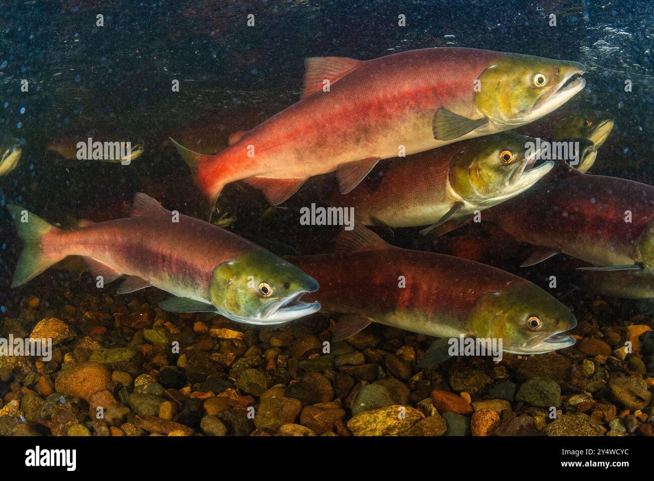 Adult ockeye salmon in a tributary of the Babine lake in British ...