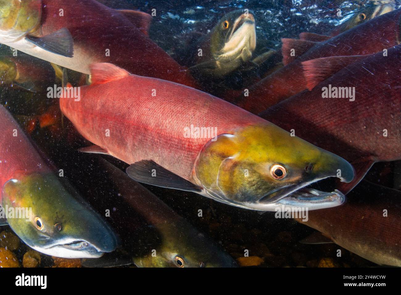 British columbia salmon underwater hi-res stock photography and images ...