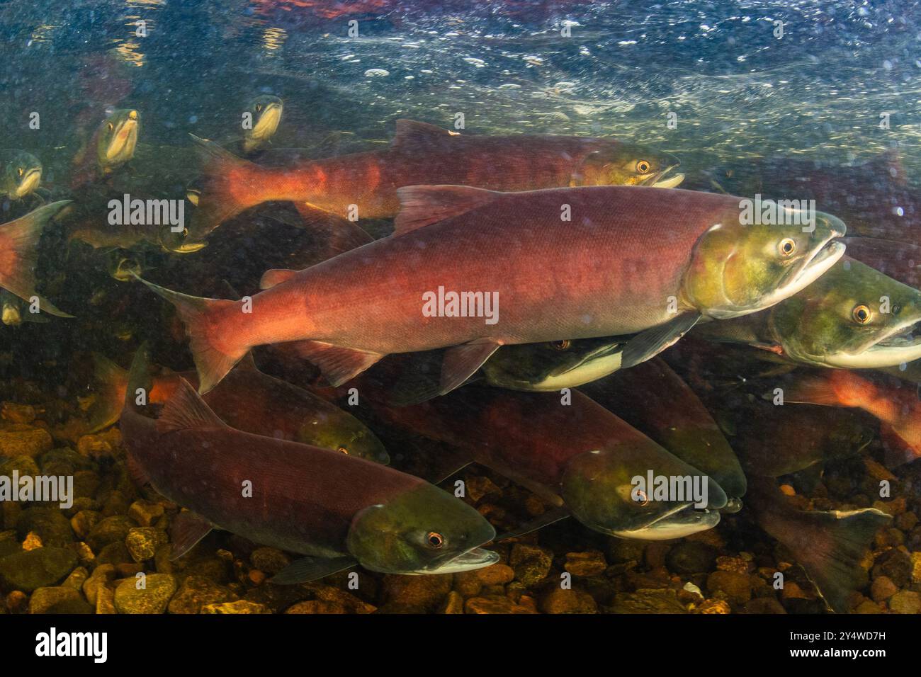 Spawning sockeye salmon in a gravel bed in British Columbia, Canada ...