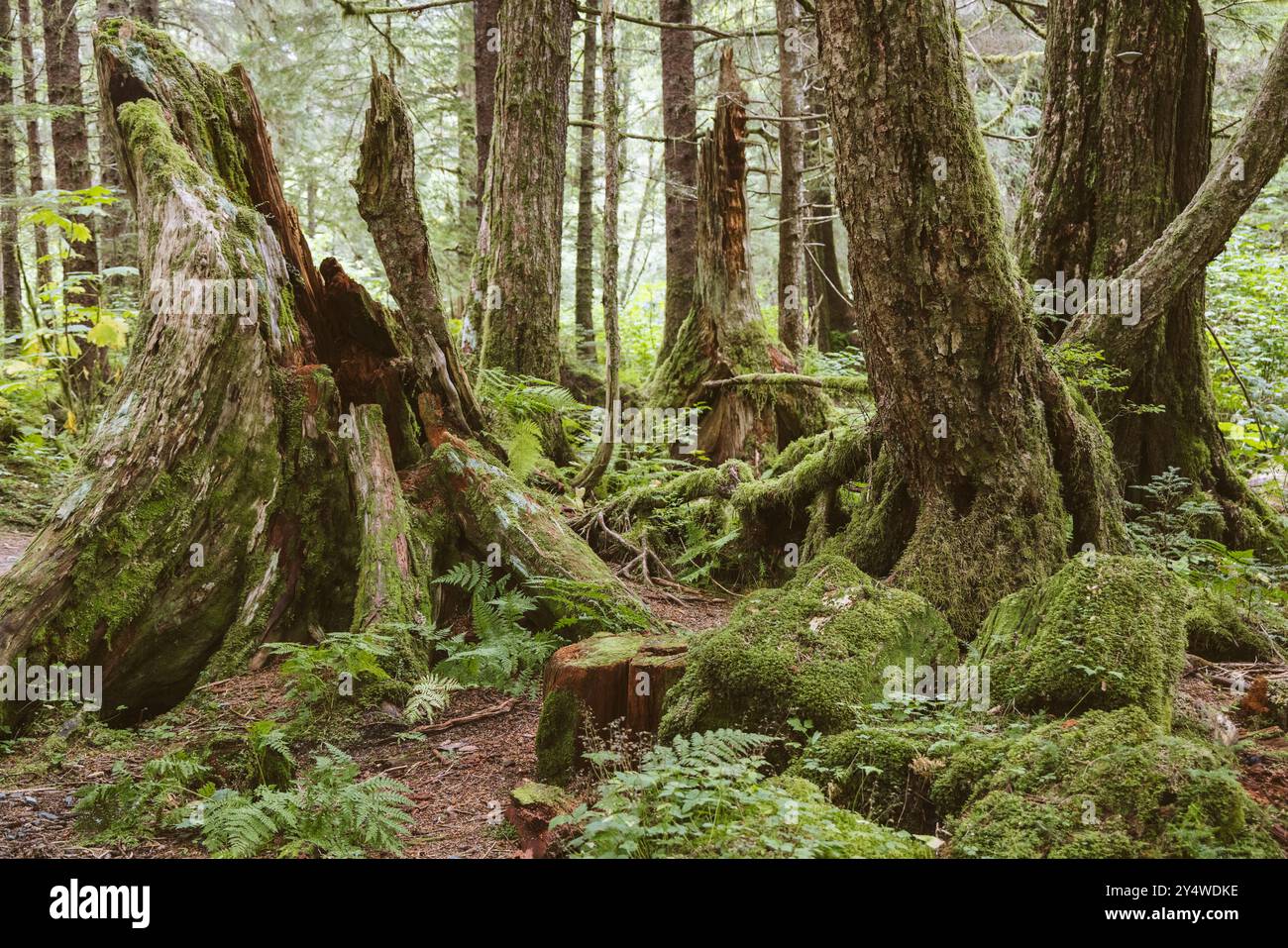 Trees and stumps in the forest on the Indian River Trail, SItka, Alaska ...