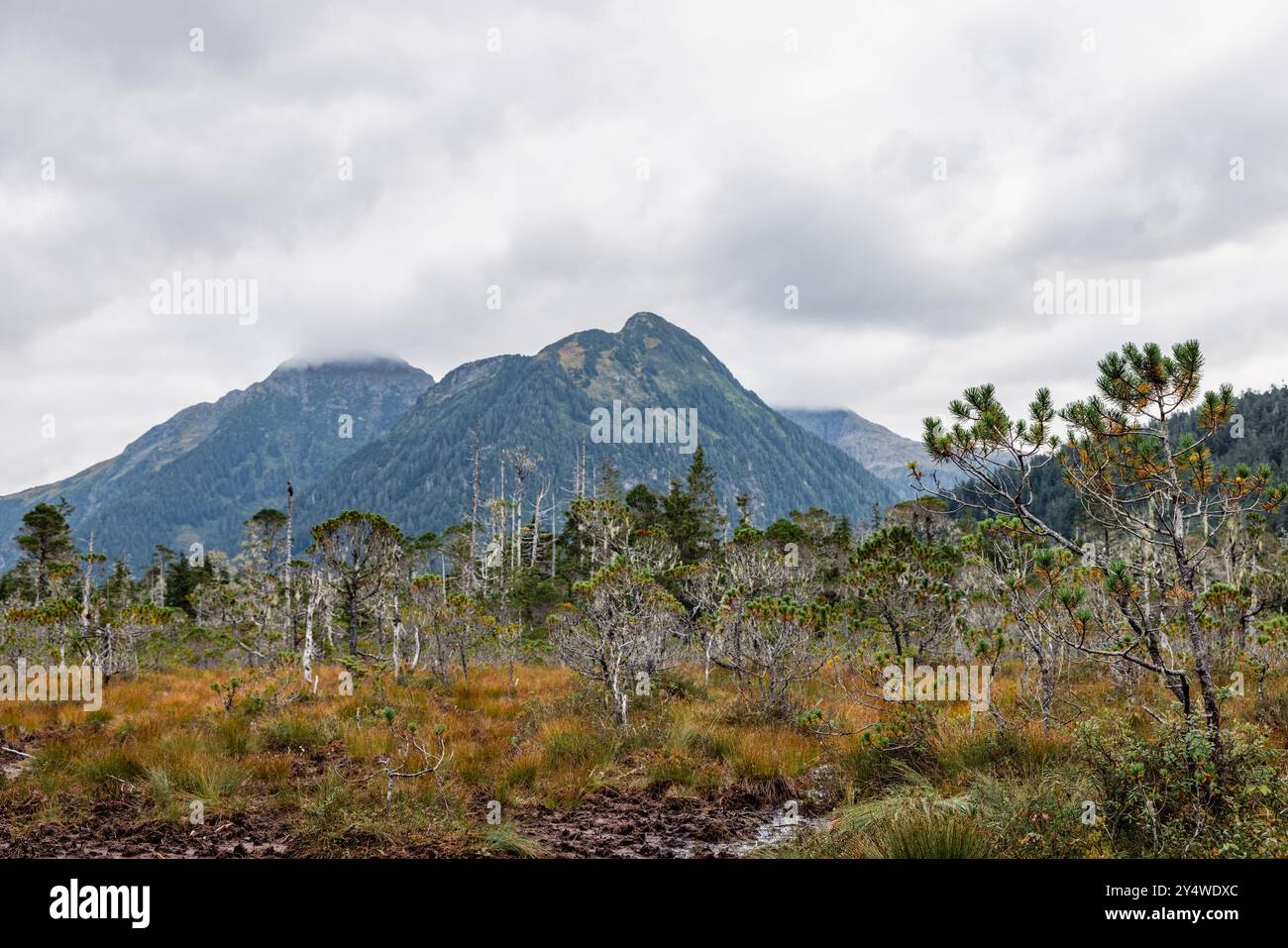 Three Sisters Mountains overlooking trees and wetlands in Sitka, Alaska ...
