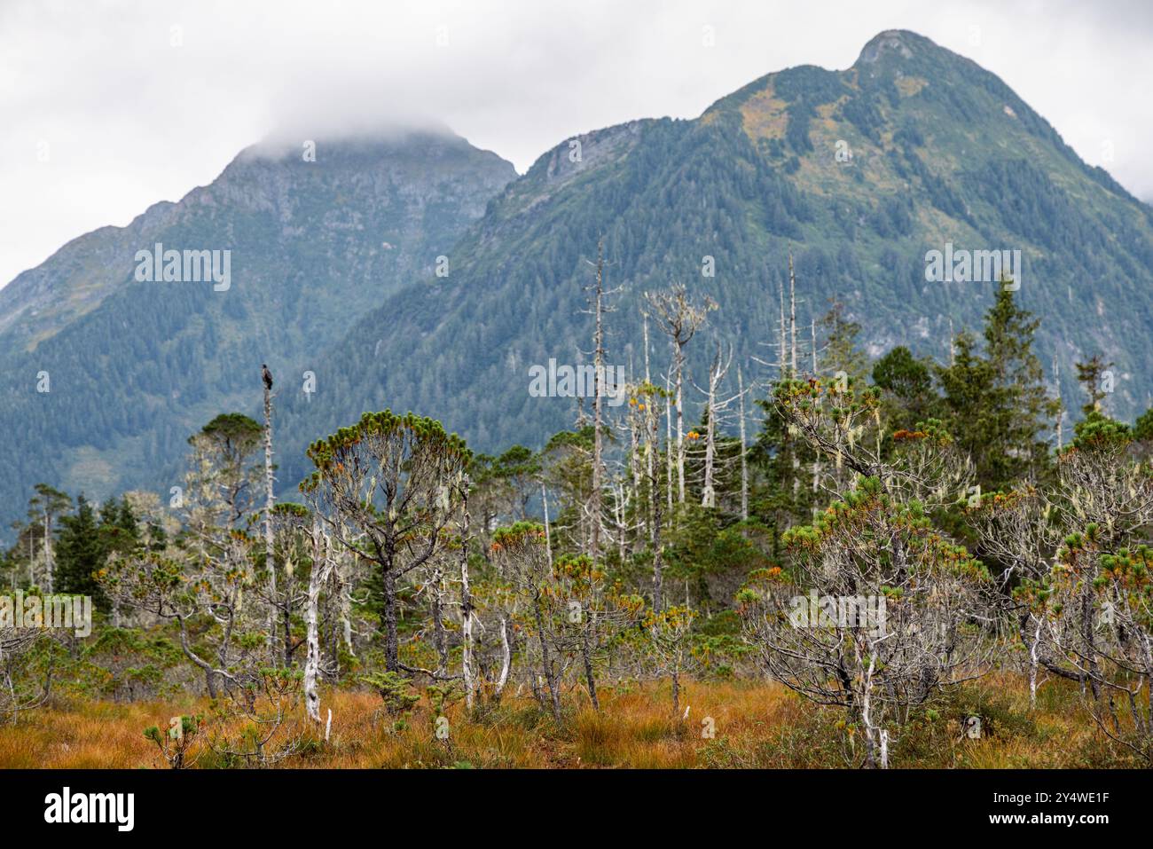 Three Sisters Mountains overlooking trees and wetlands in Sitka, Alaska ...